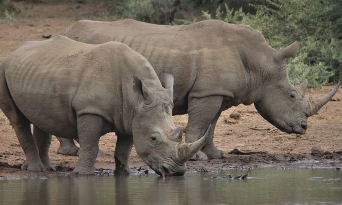 Konservasi Suaka Margasatwa - KONSERVASI ALAM